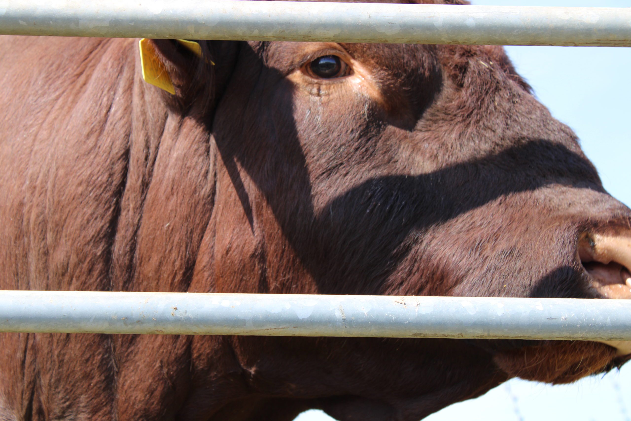 June Market Weekend - Bowhouse