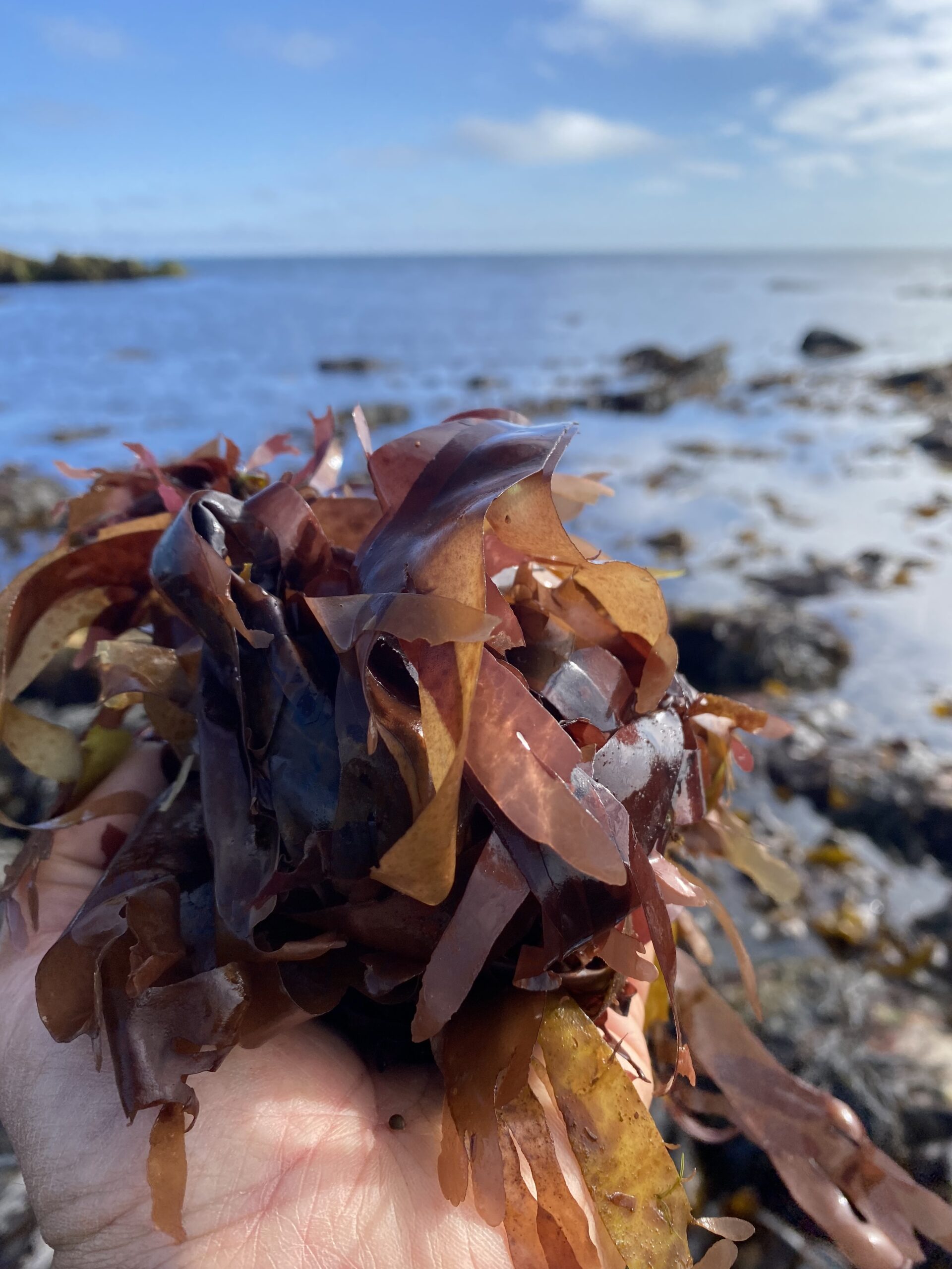 East Neuk Seaweed Workshop - Bowhouse