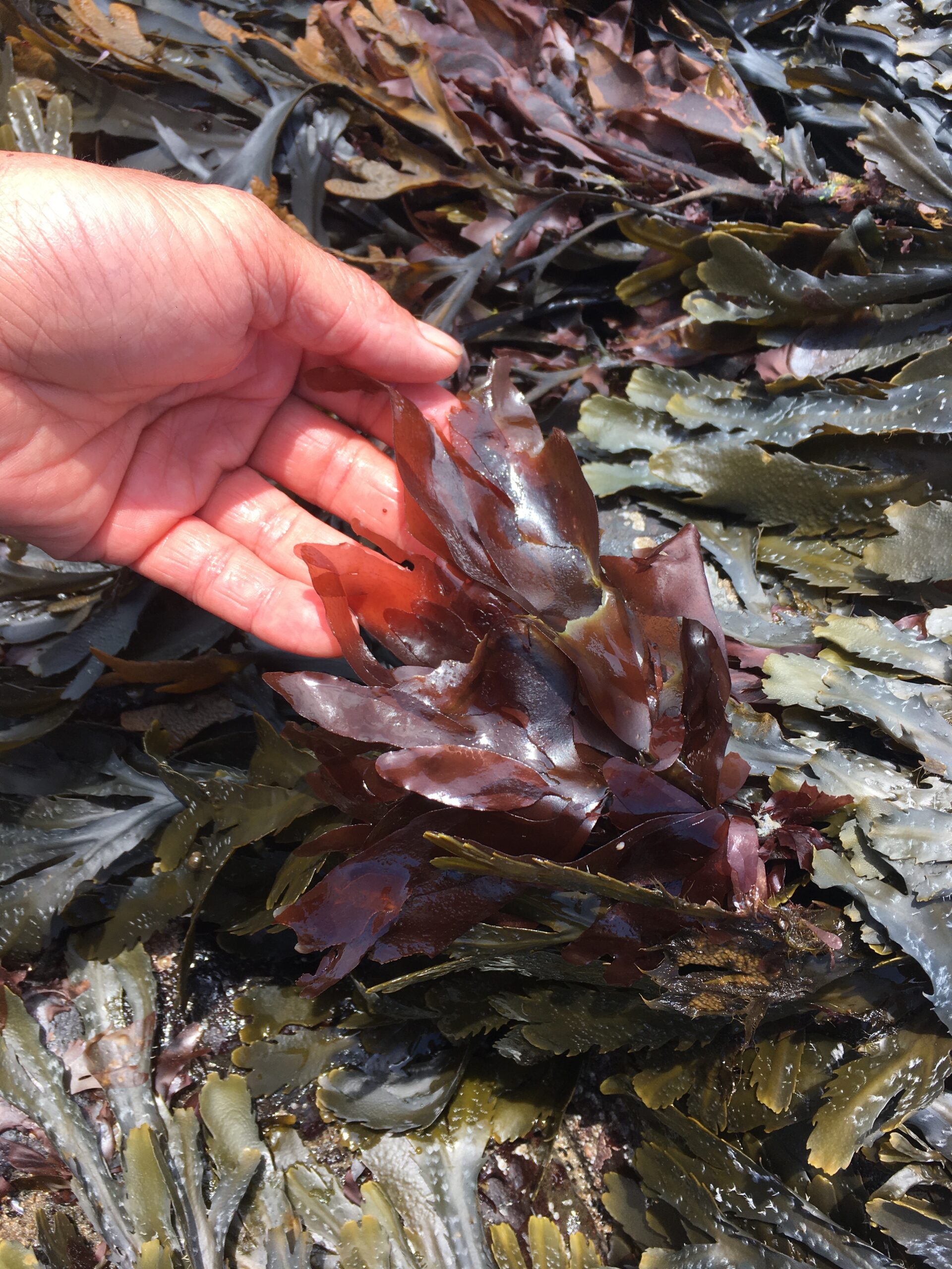 Seaweed Cooking Workshop - Bowhouse