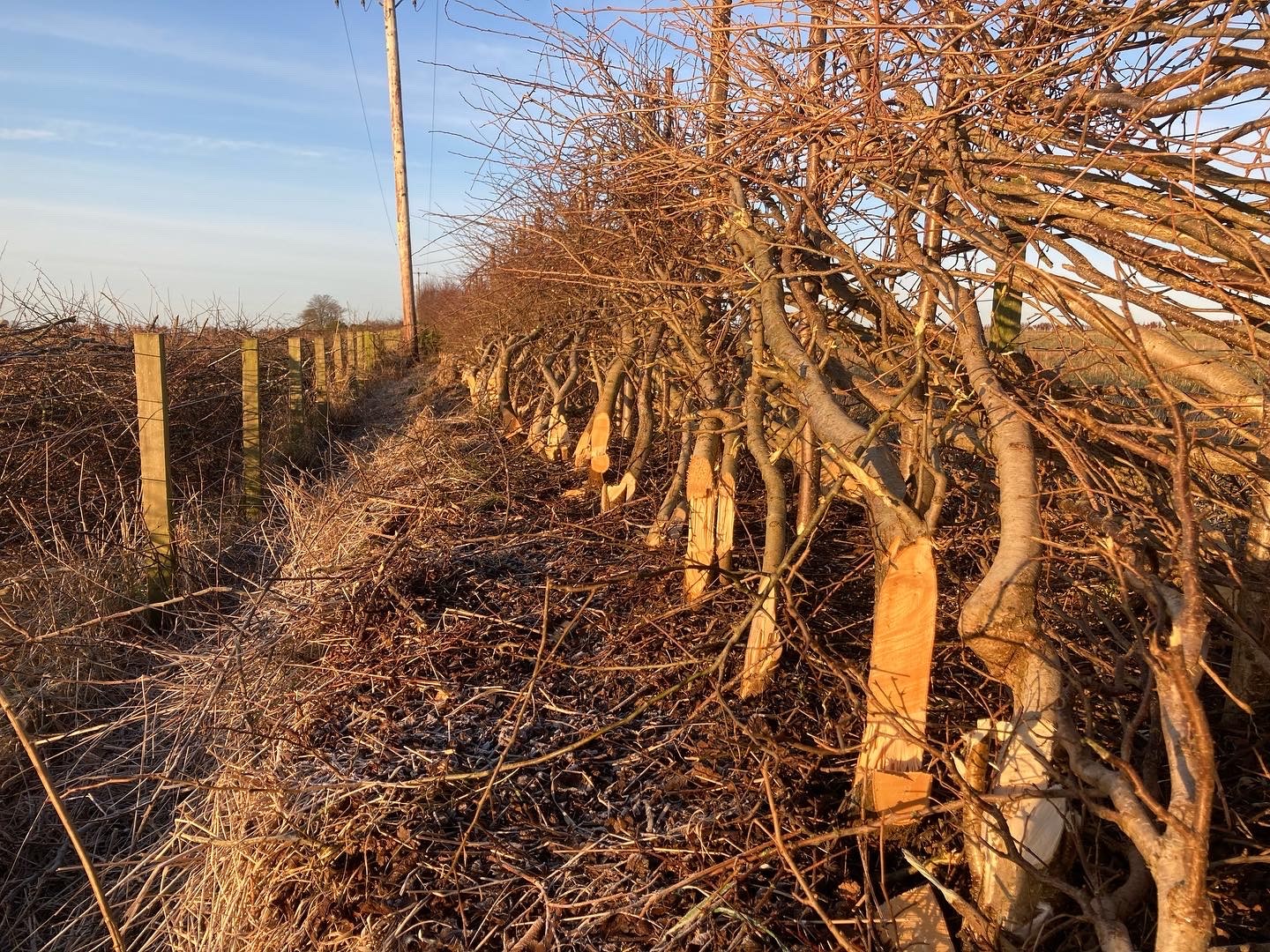 Hedge Laying Day Course - Bowhouse